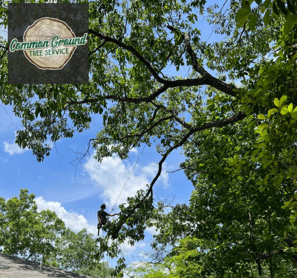 Hixson’s Tree Preservation Guidelines – Why Arborists Play a Vital Role ...